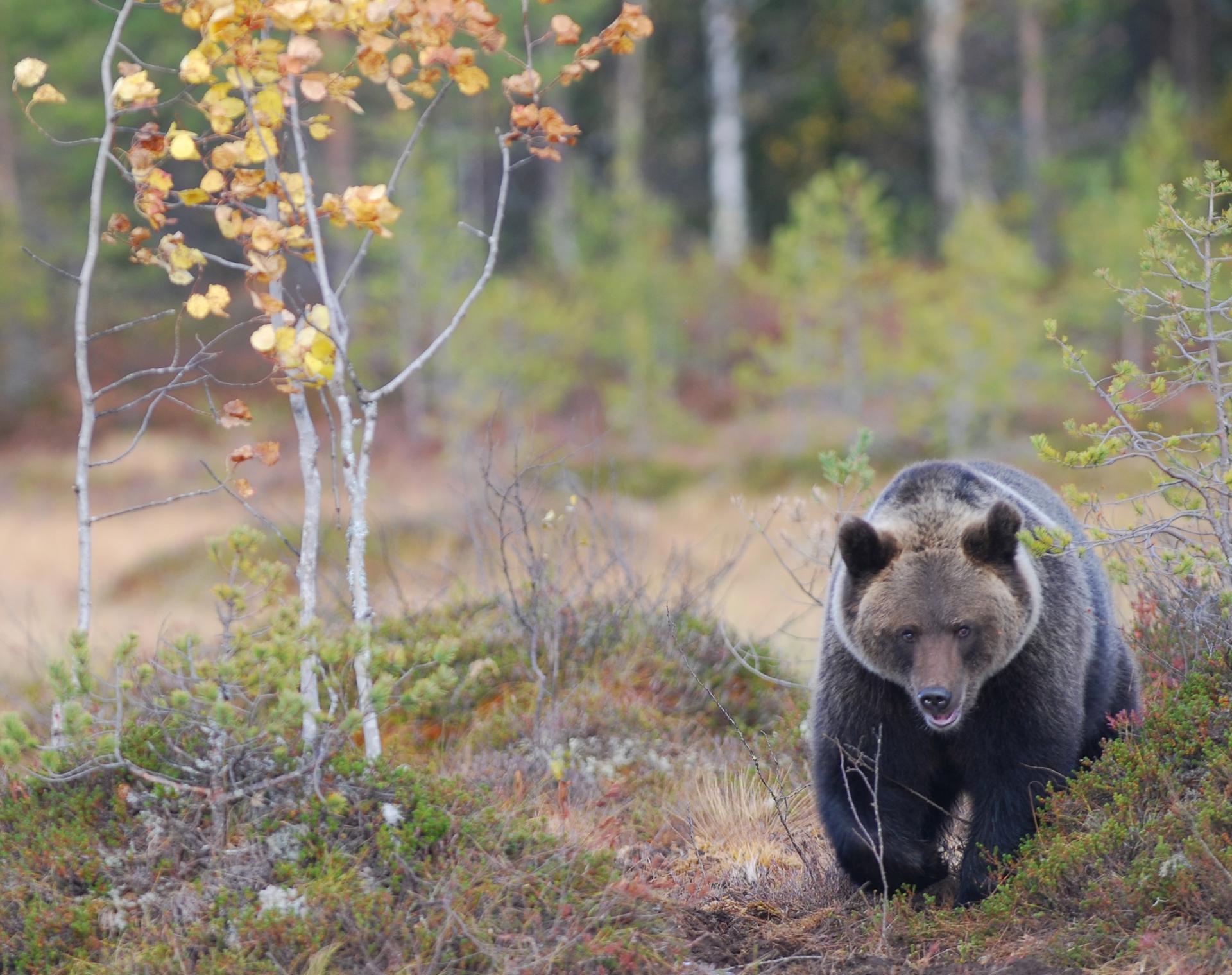 El oso pardo "se mueve" en función de las especies de las que se ...