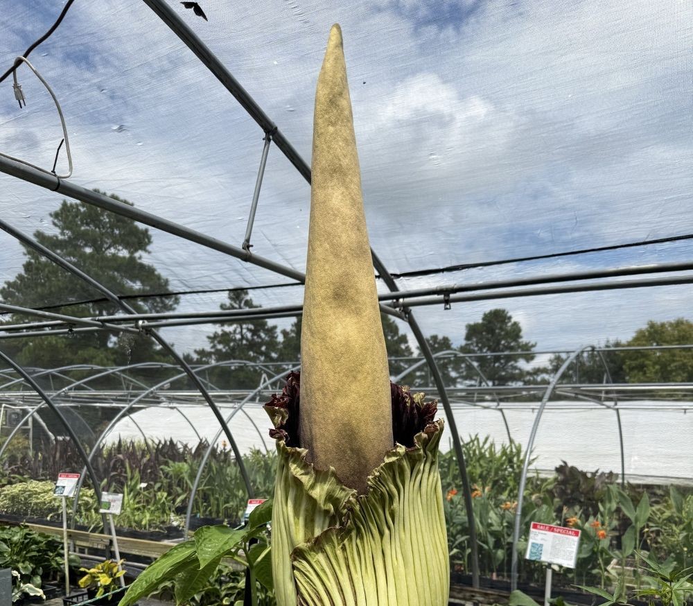 La flor más extraña del mundo florece en Raleigh: solo unos días para ...