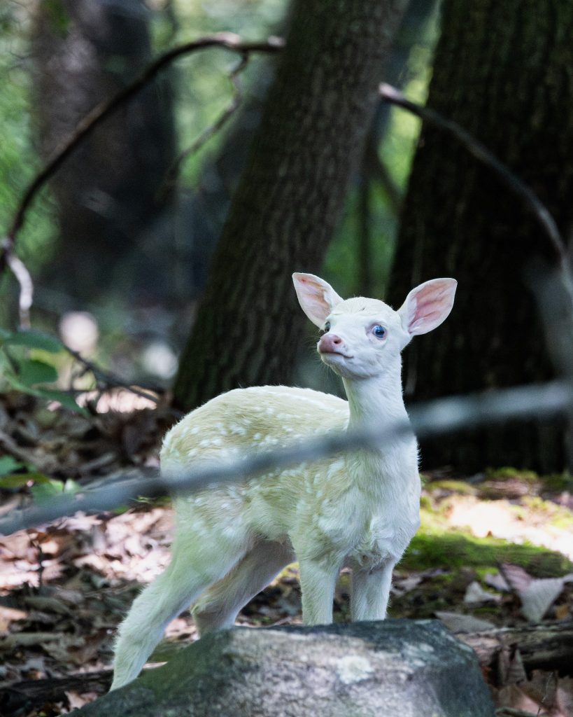 Venadito blanco nace en el Zoológico de Carolina del Norte | Qué Pasa