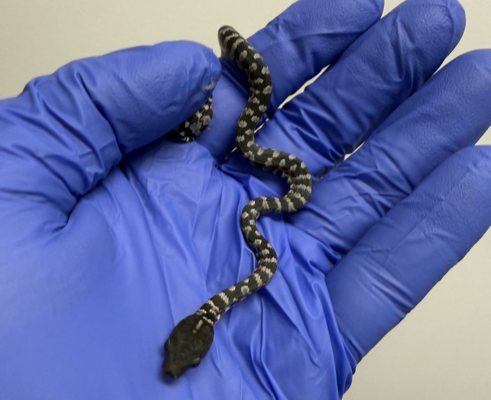 Boas: Proyectos de conservación en Carolina del Norte | Qué Pasa