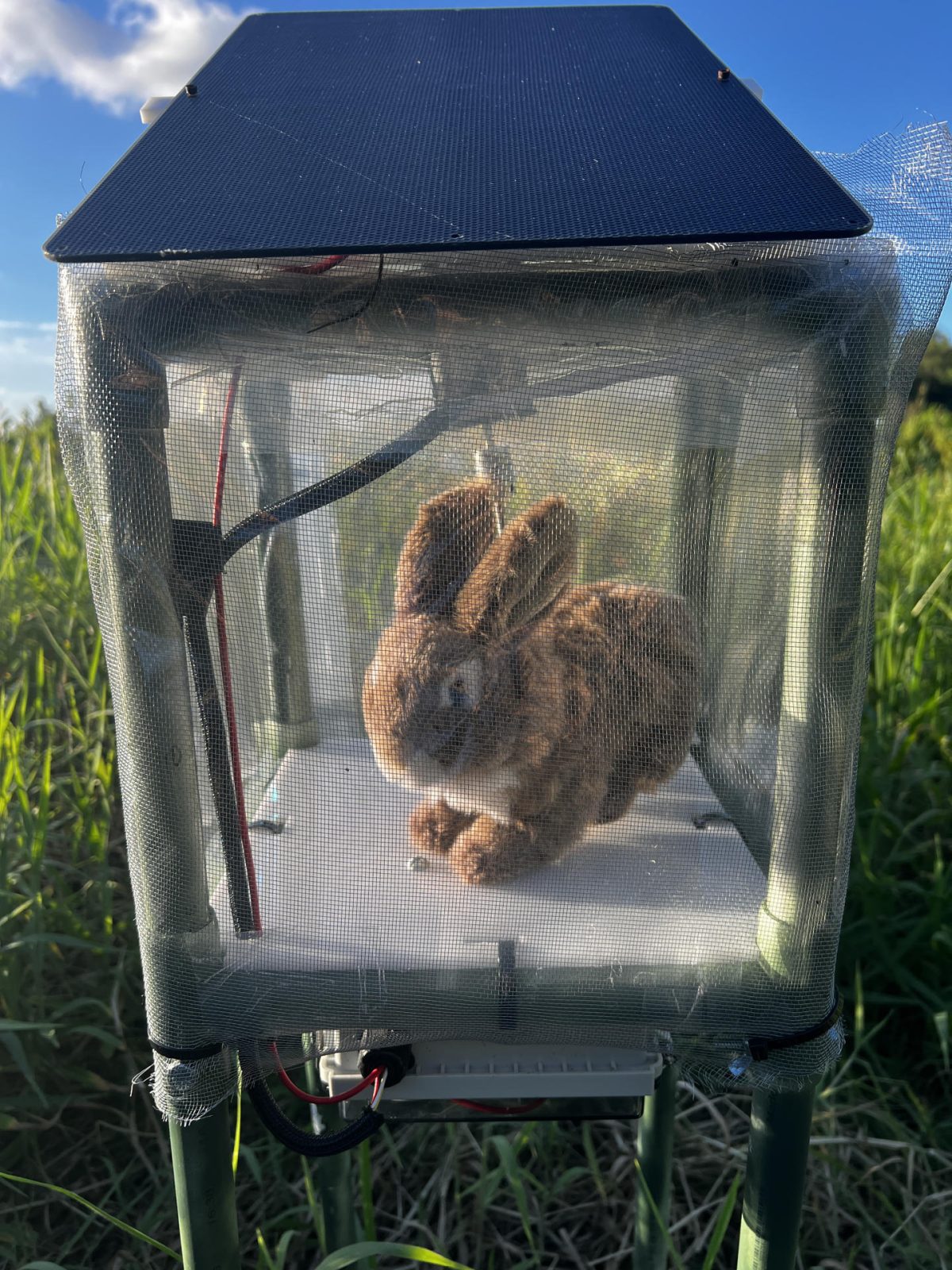 Pitones Birmanas y Conejos Robots en Florida | Qué Pasa