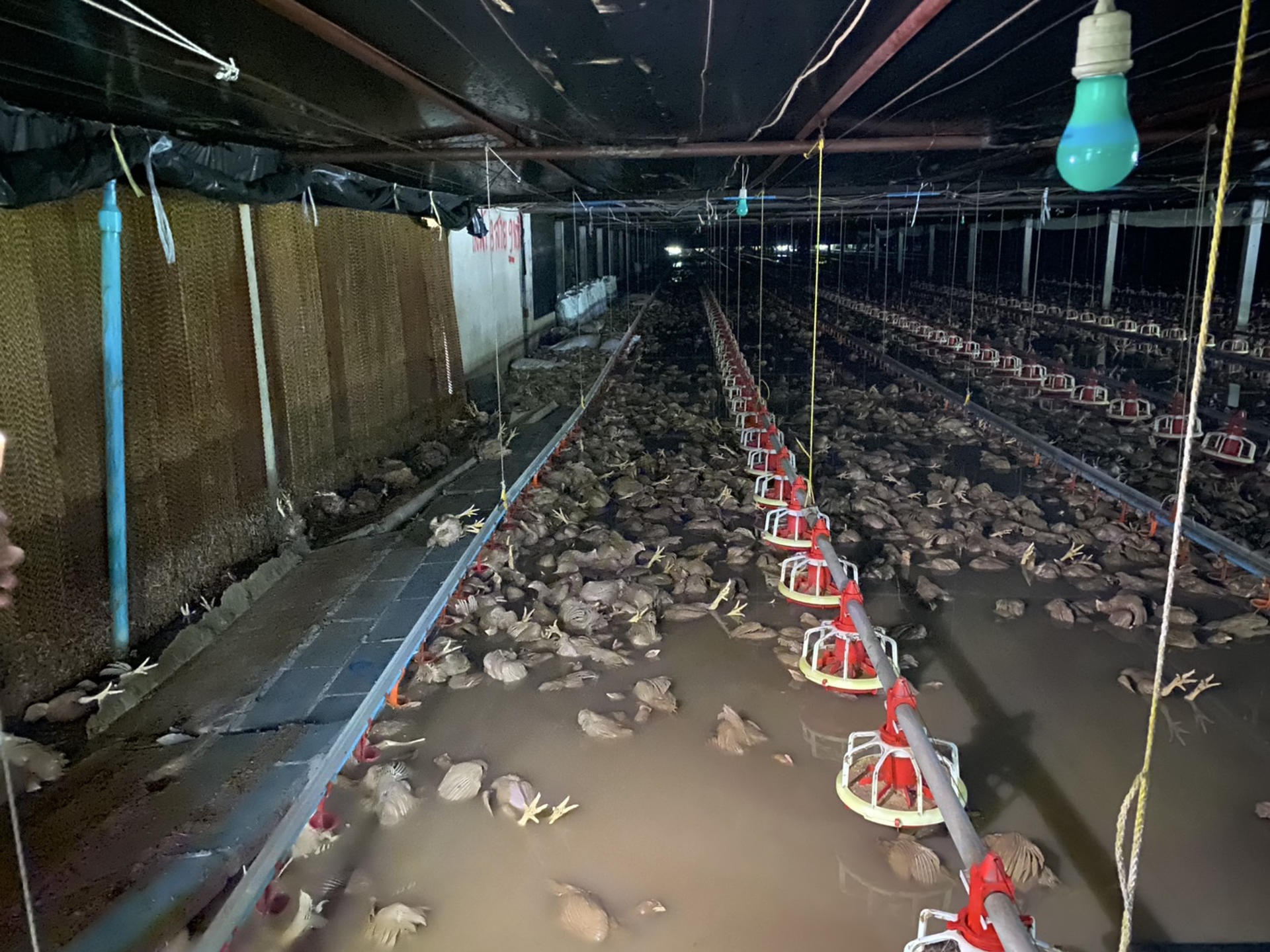 Más de 50.000 pollos ahogados en una granja por inundaciones en el sur ...