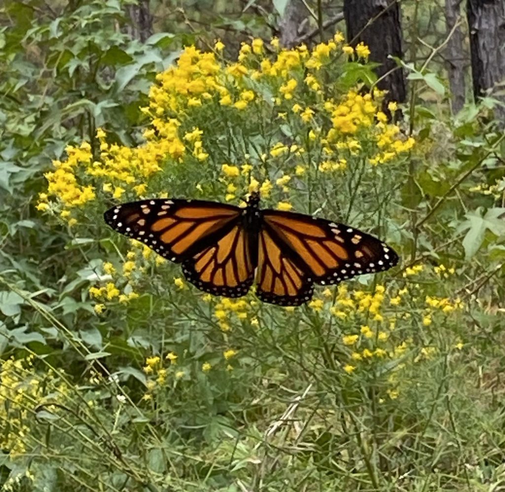 La mariposa monarca: una viajera incansable | Qué Pasa