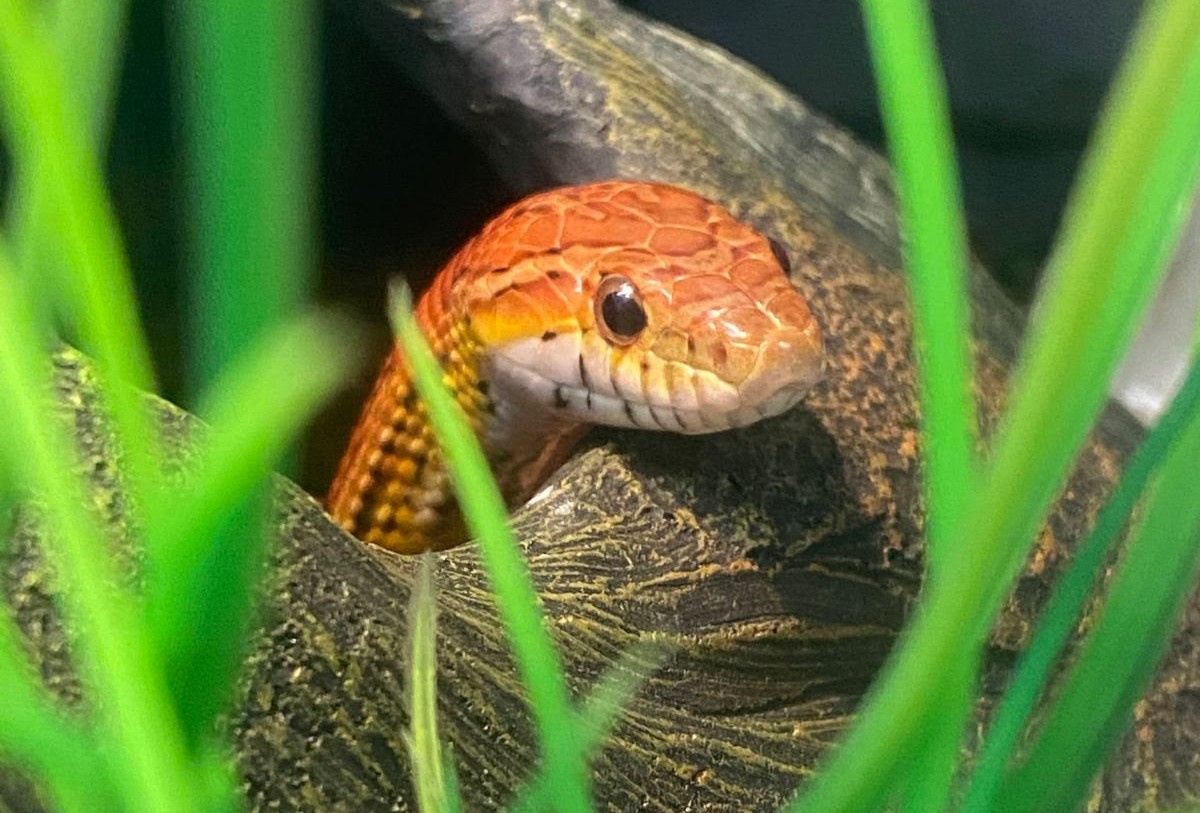 Popcorn, la serpiente más simpática del parque, cumple 13 años | Qué Pasa