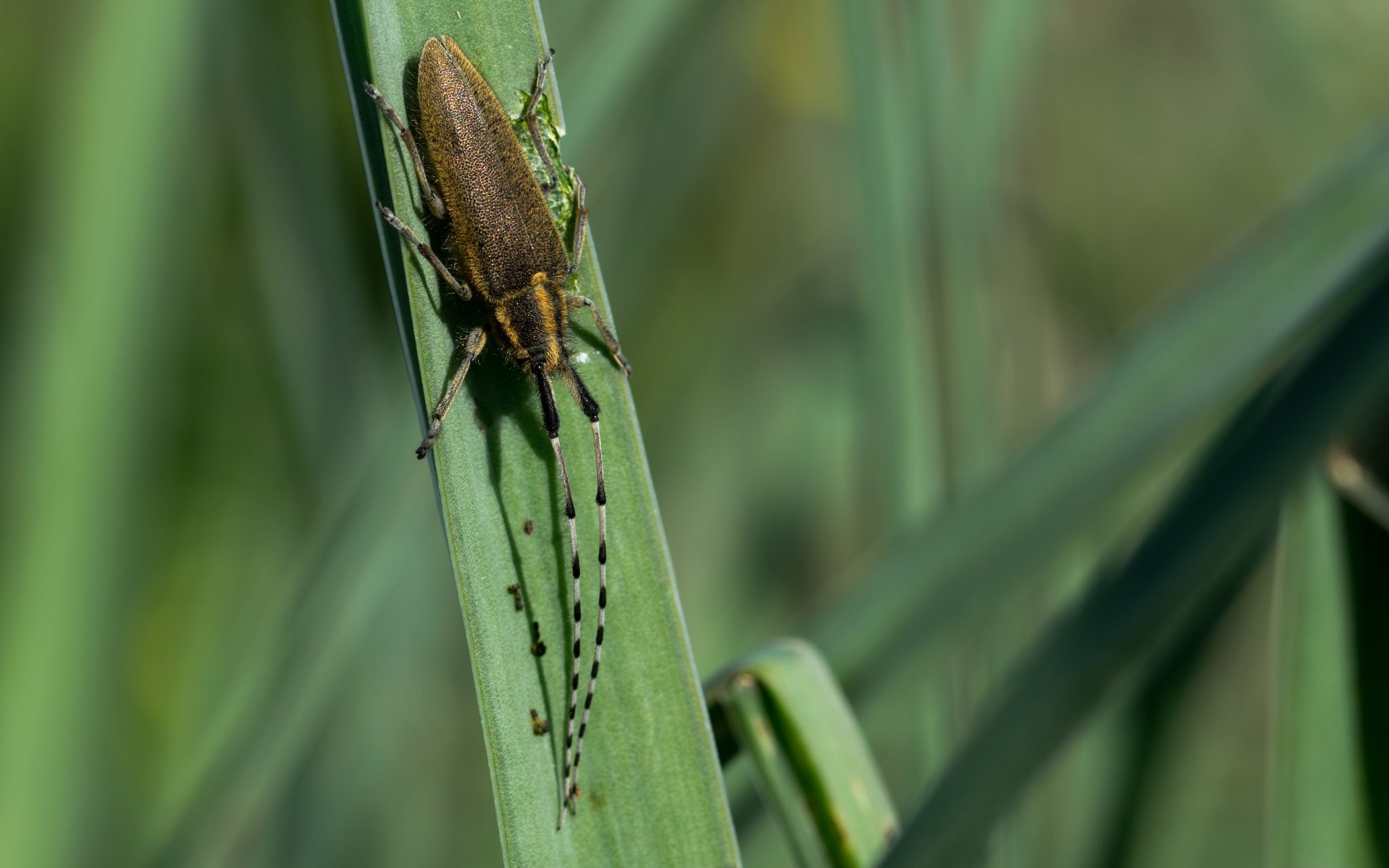 Bordes de campo: la franja verde que protege la tierra y controla ...