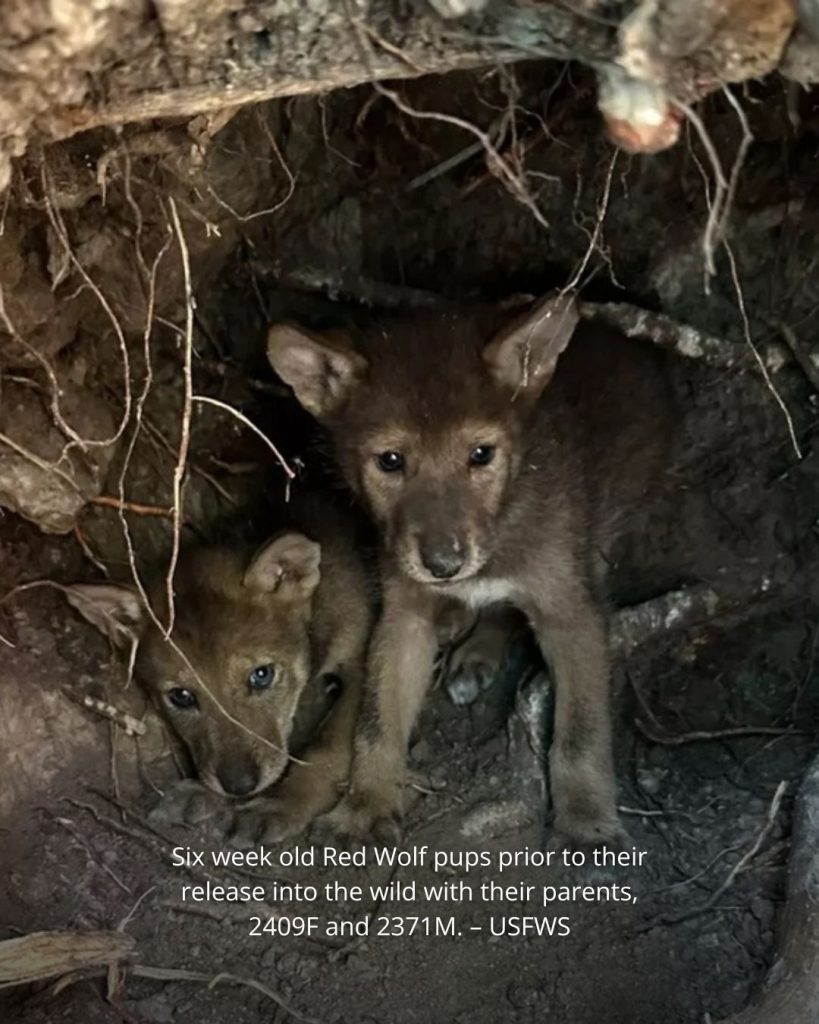 Un año histórico para el lobo rojo en Carolina del Norte | Qué Pasa