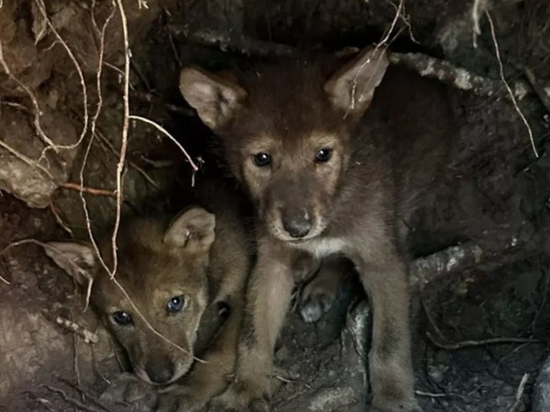 Un año histórico para el lobo rojo en Carolina del Norte | Qué Pasa