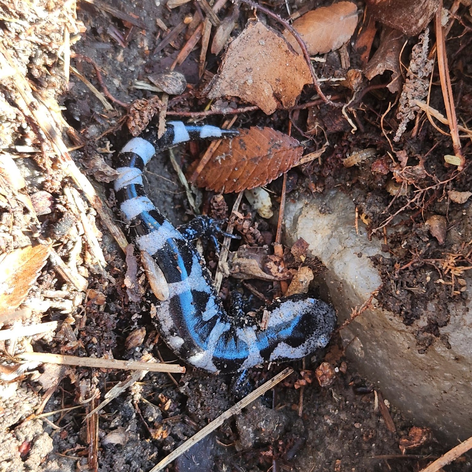 La salamandra oficial de Carolina del Norte