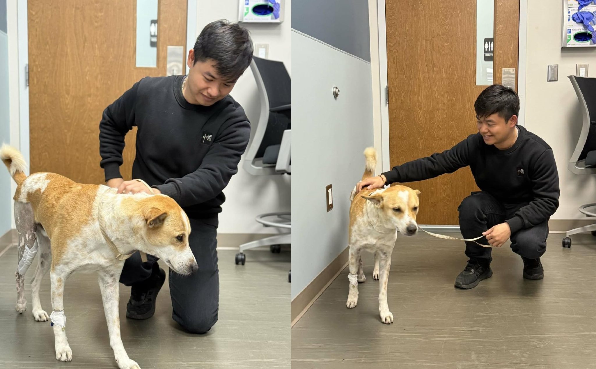 Aloka, el “perro budista”, se recupera con tras exitosa cirugía | Qué Pasa