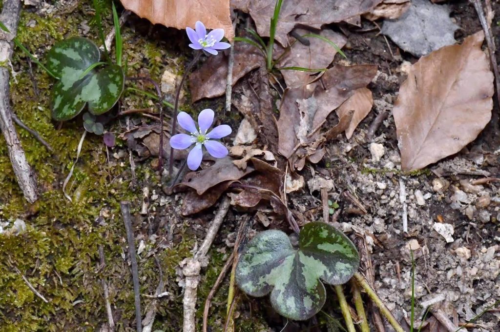 Una de las primeras flores silvestres de la primavera ya está ...