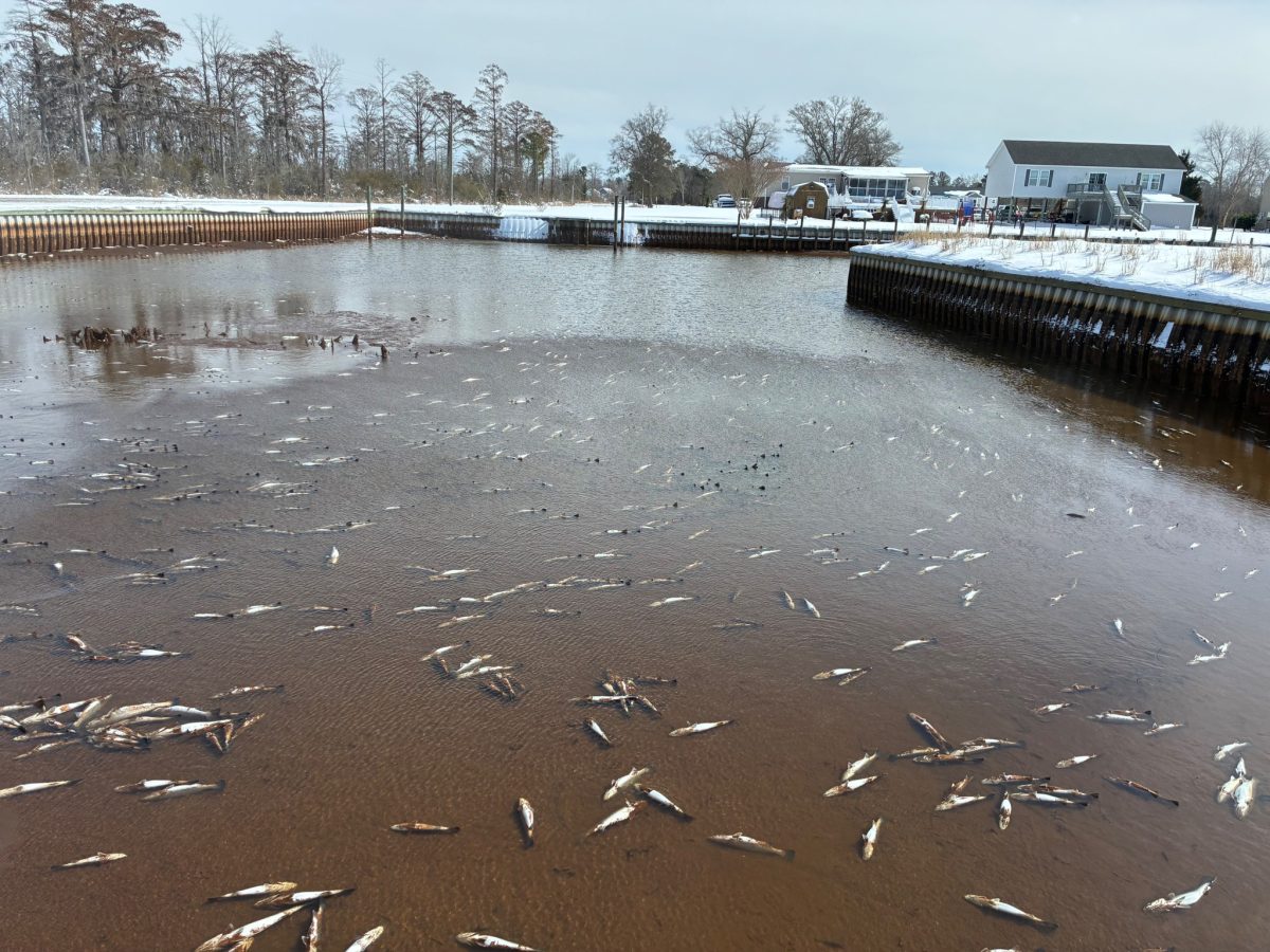 Cierran pesca de trucha moteada en NC por efecto de aguas frías | Qué Pasa