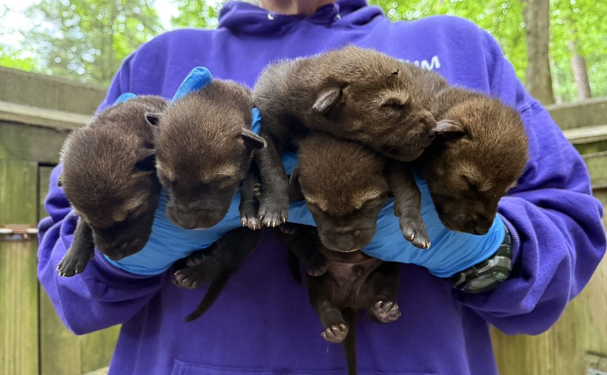 Nacieron cinco cachorros de lobo rojo | Qué Pasa