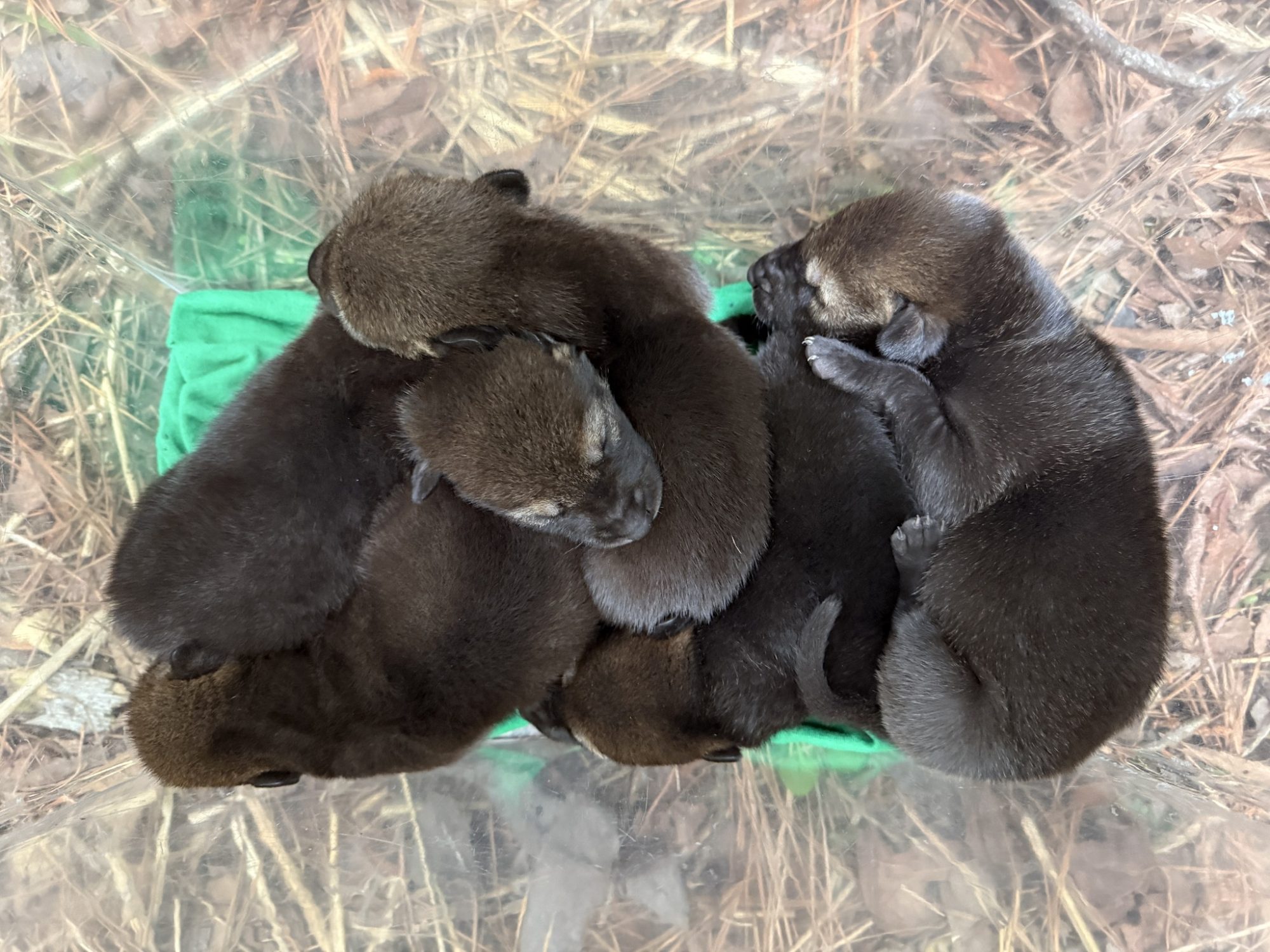Nacieron cinco cachorros de lobo rojo | Qué Pasa