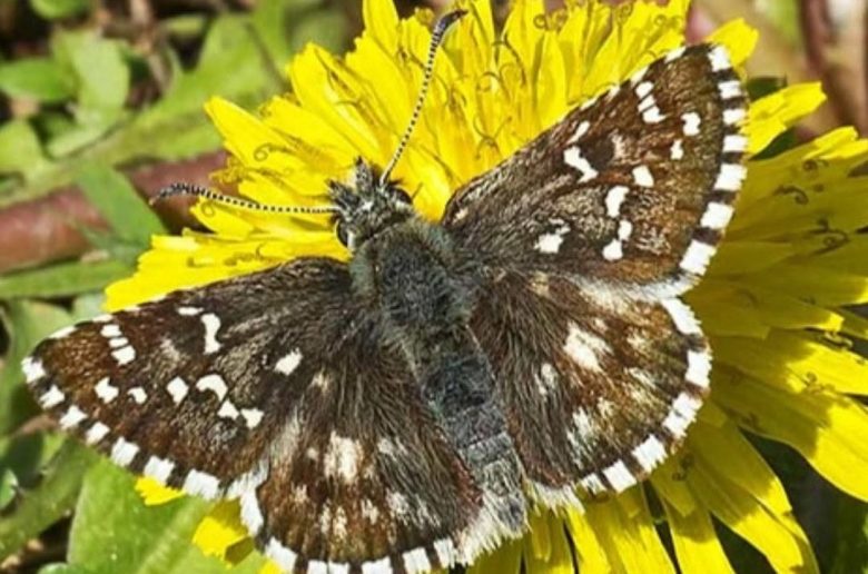 La pequeña mariposa que casi nadie ve | Qué Pasa