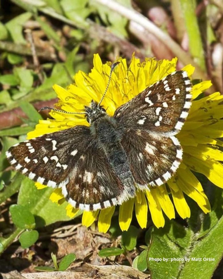 La pequeña mariposa que casi nadie ve | Qué Pasa