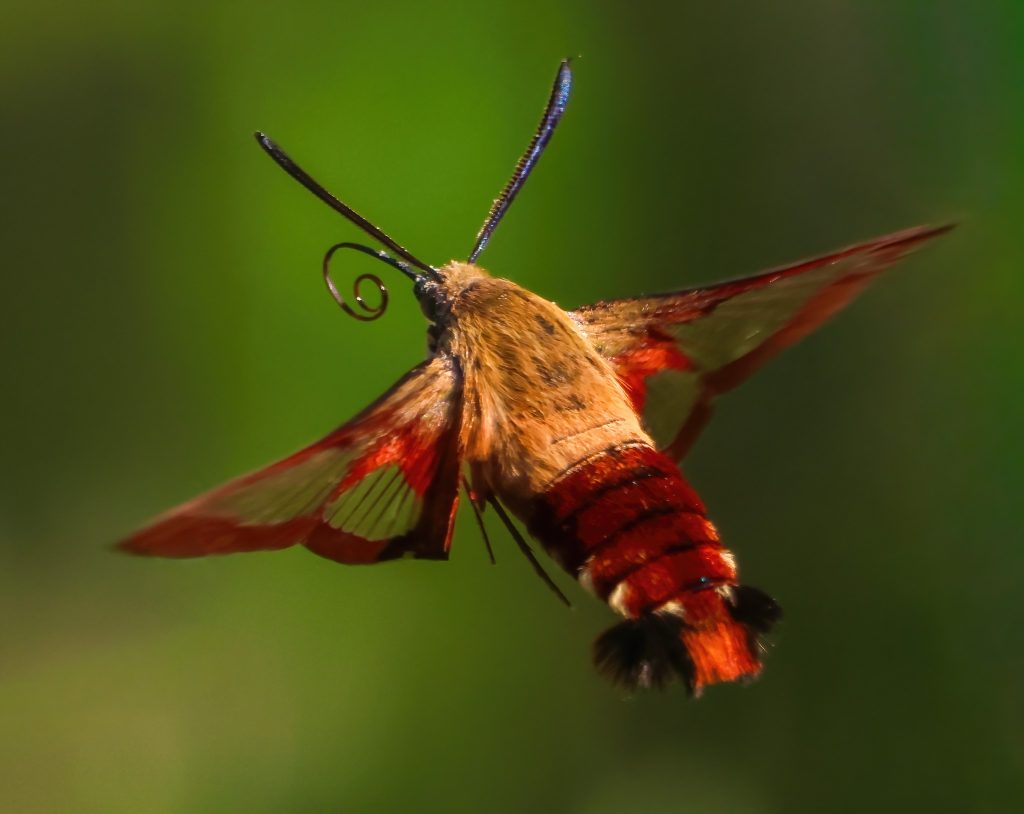 Parece un colibrí, pero es una polilla | Qué Pasa