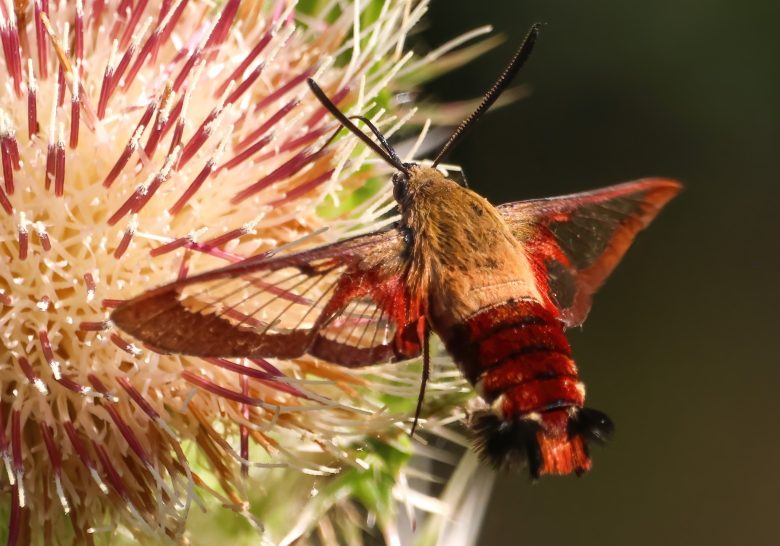 Parece un colibrí, pero es una polilla | Qué Pasa